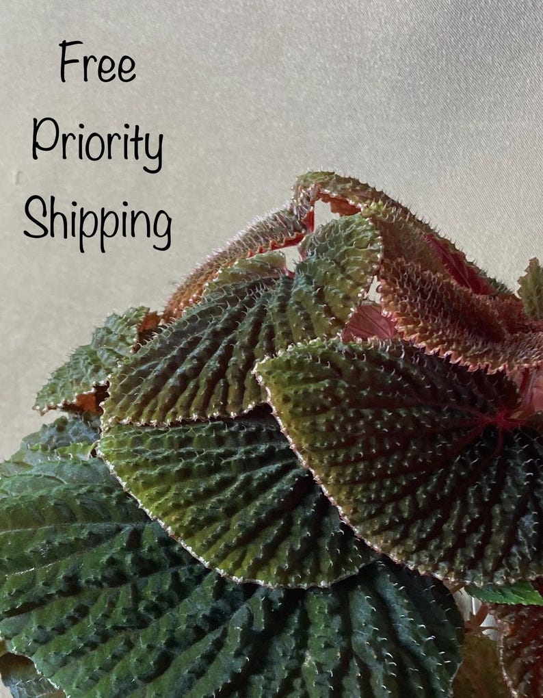 Begonia Montaniformis: Example Plant 778, Terrarium Vivarium Plant ...