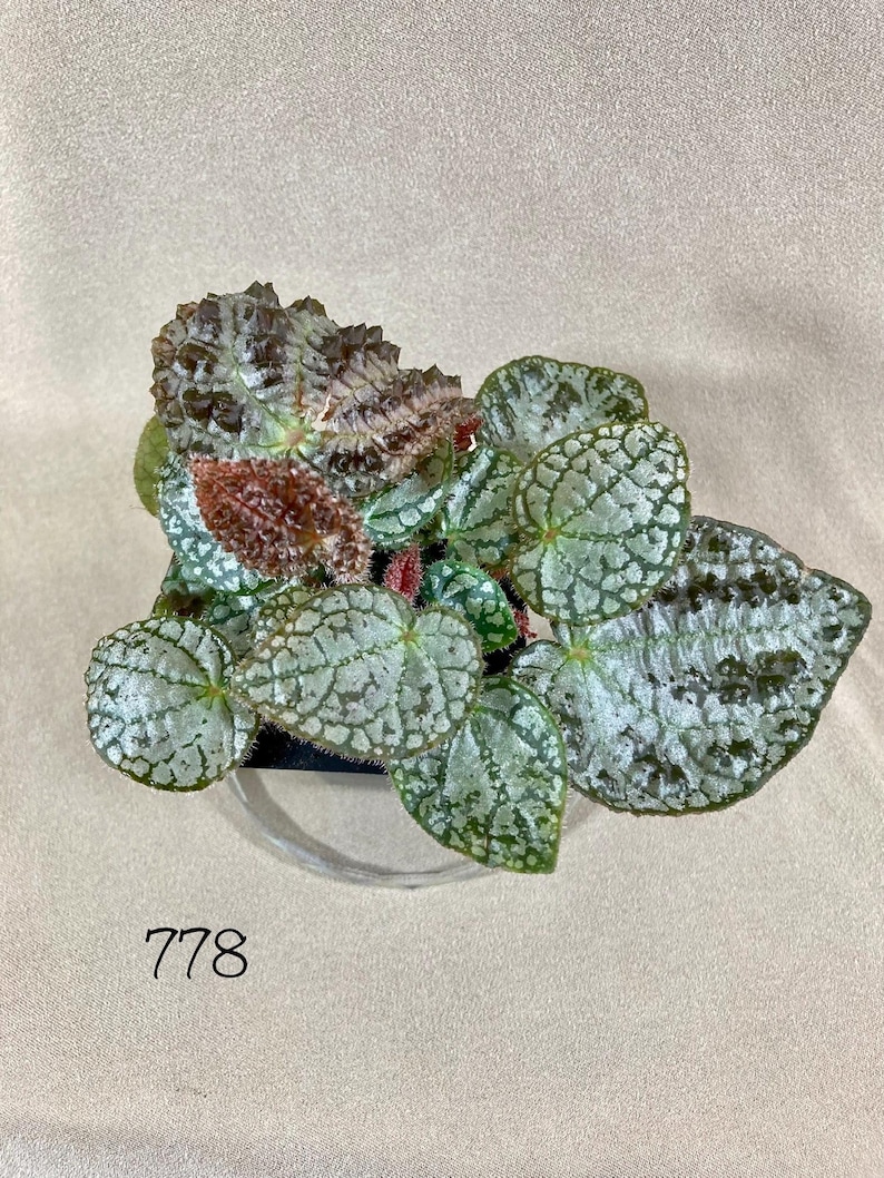 Begonia Montaniformis: Example Plant 778, Terrarium Vivarium Plant ...