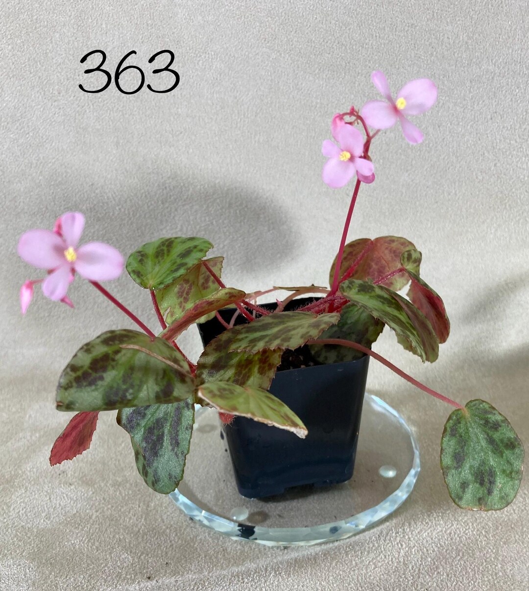 Begonia Biejnenii in 2 Pot, Begonia Miniature. Rare Terrarium/vivarium ...