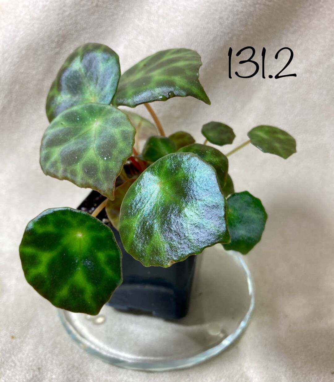 Begonia Kingiana 2 Pot as Example Plant. Rare Terrarium/vivarium ...