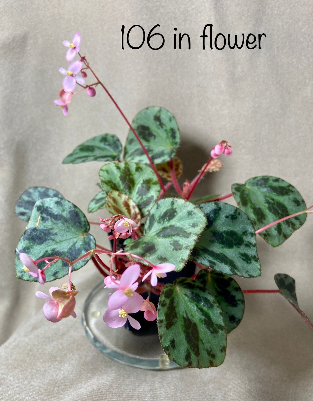 Begonia Biejnenii in 2 Pot, Begonia Miniature. Rare Terrarium/vivarium ...