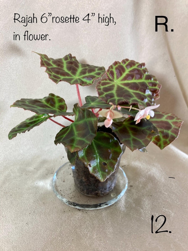 Begonia Rajah Leaf Cutting. Terrarium Species. - Etsy