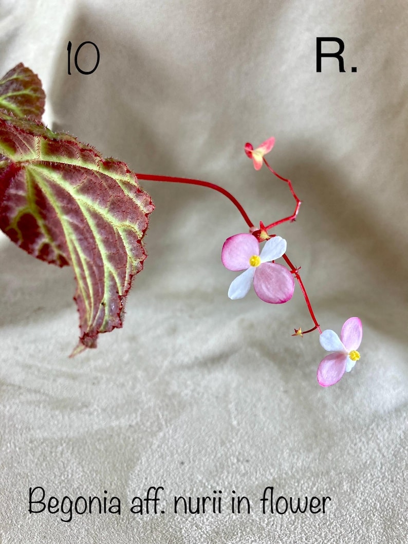 Begonia Hijauvenia (aff. Nurri) Terrarium Culture. Example Plant. - Etsy