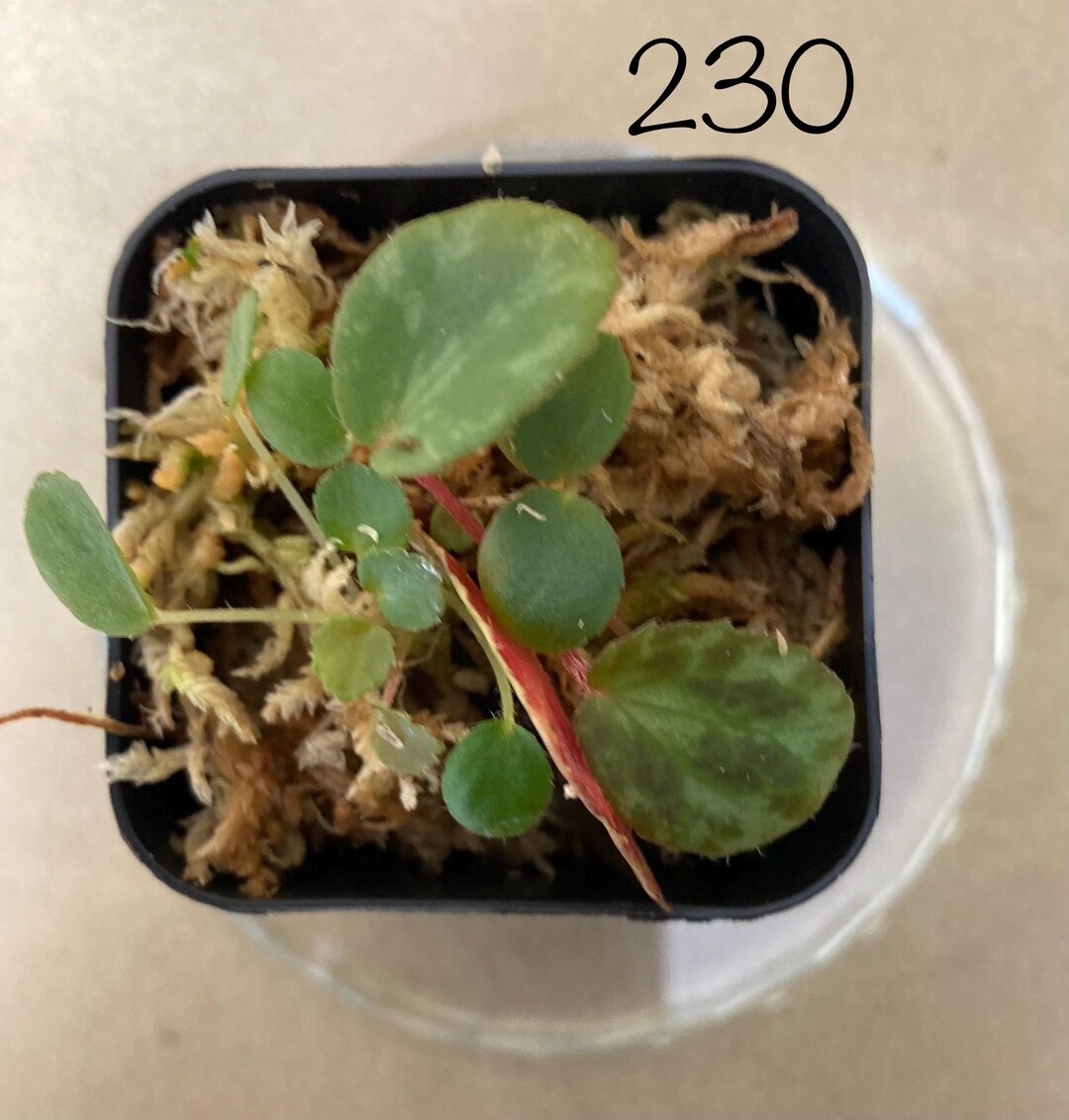 Starter Begonia Biejnenii Baby Plant - Terrarium Species. - Etsy