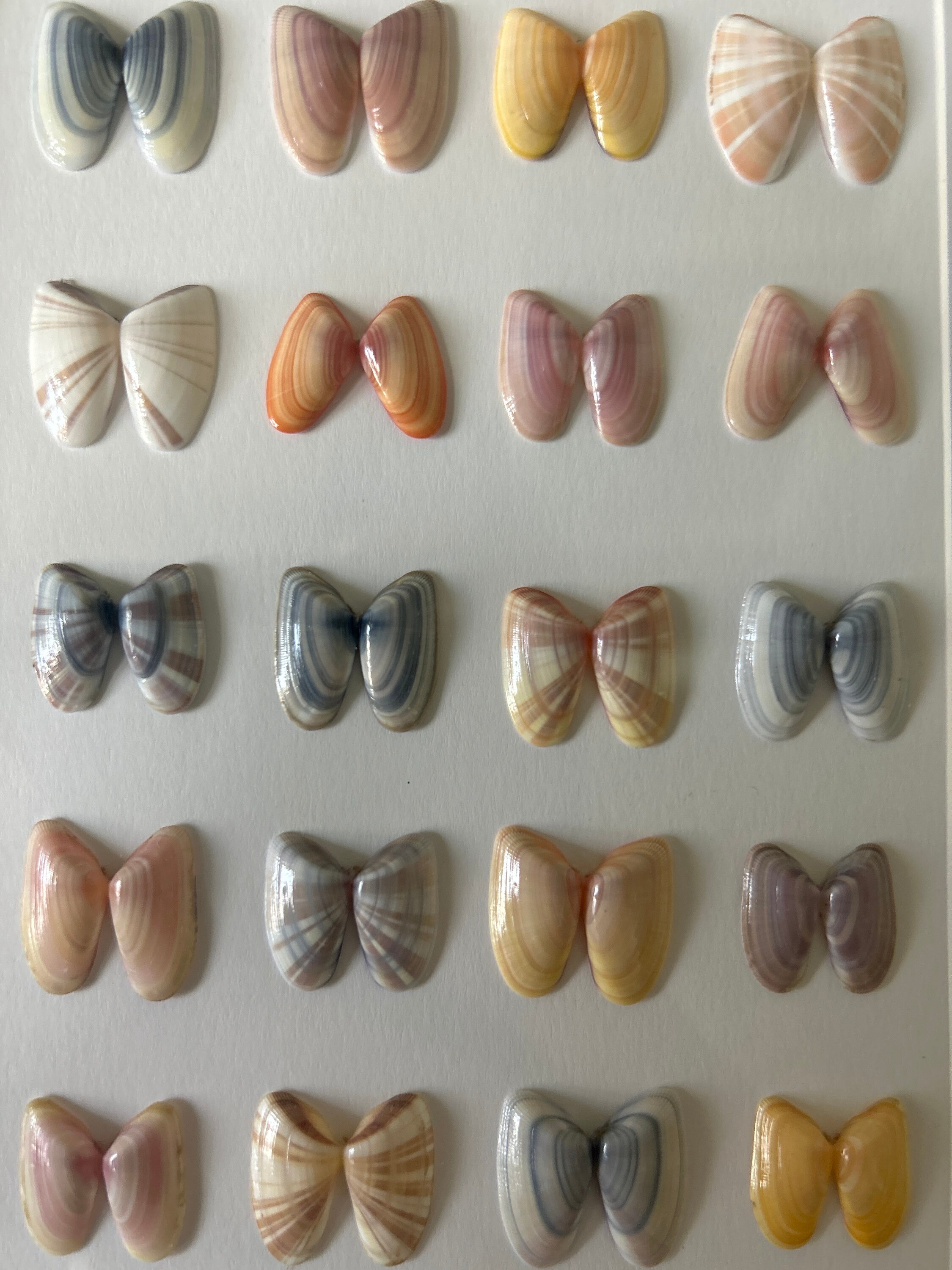 Framed Coquina Clams (butterflies of the Beach) - Etsy