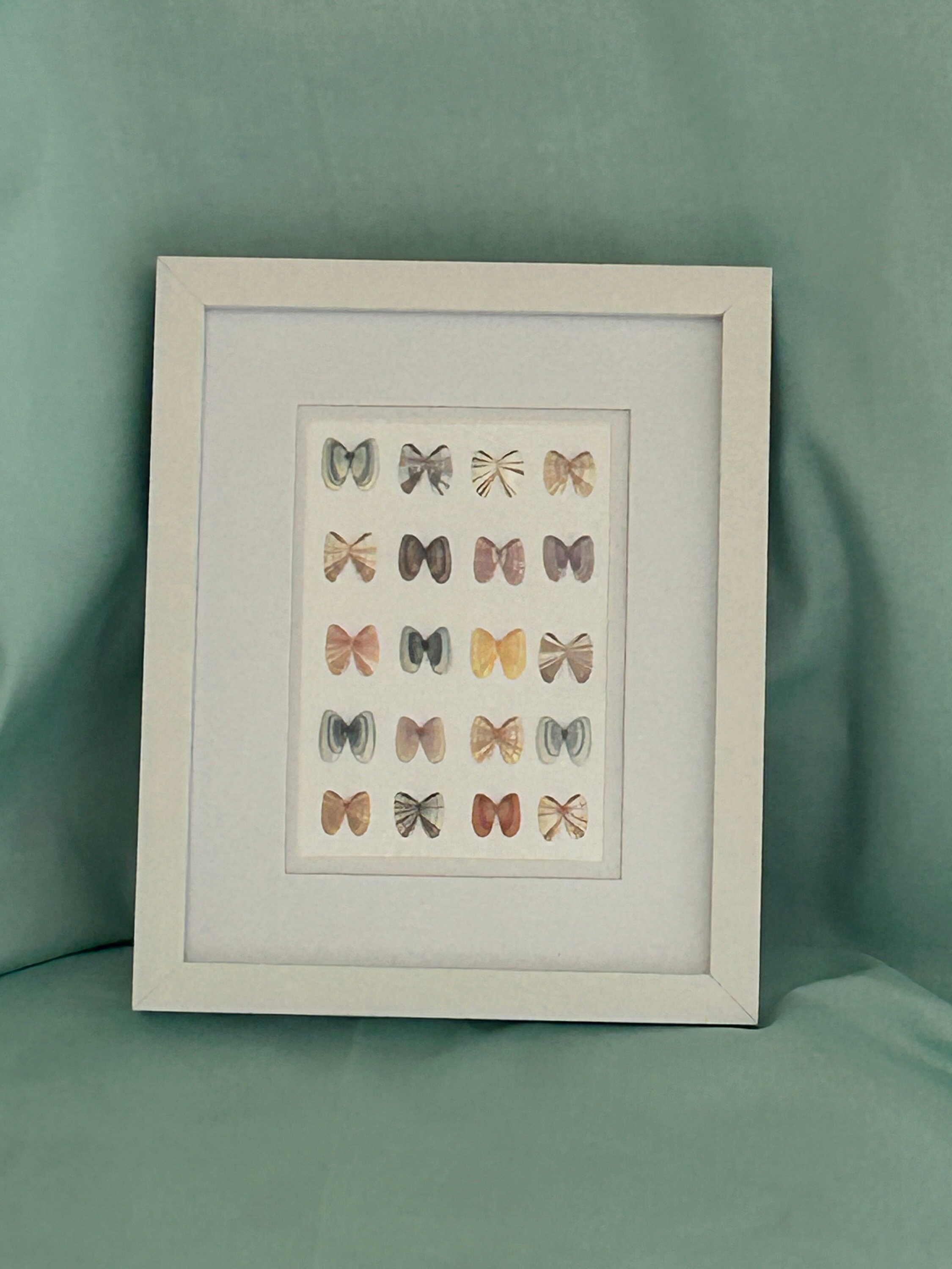 Framed Coquina Clams (butterflies of the Beach) - Etsy