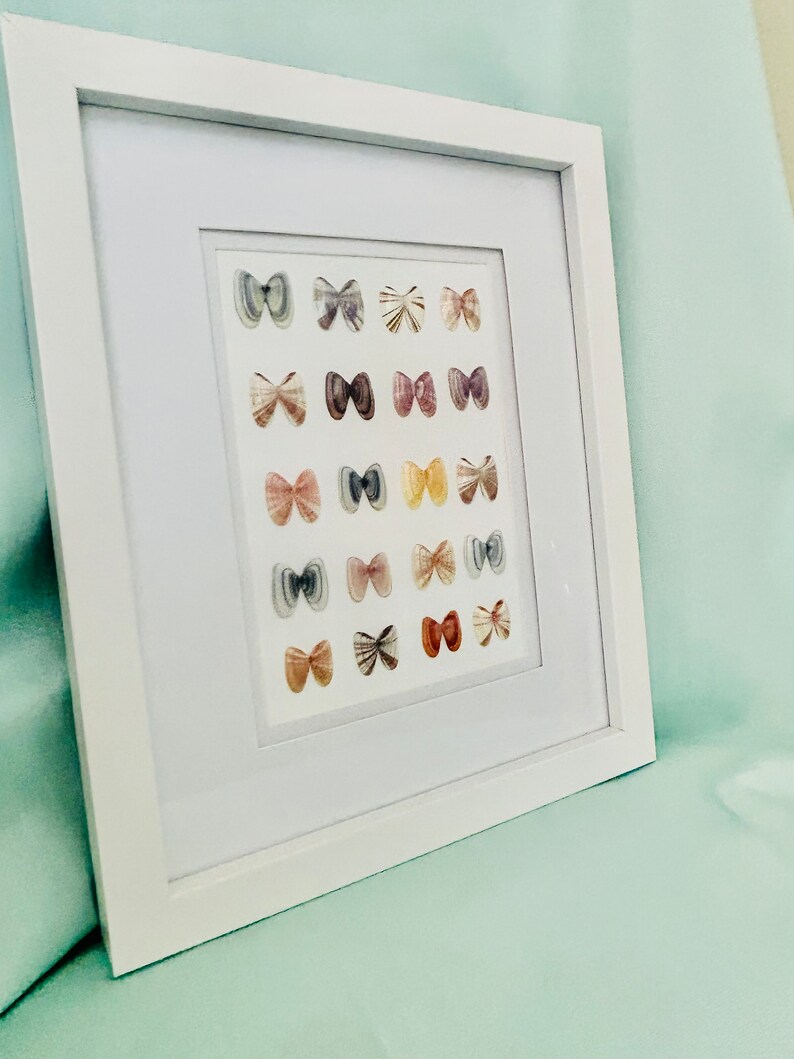Framed Coquina Clams (butterflies of the Beach) - Etsy