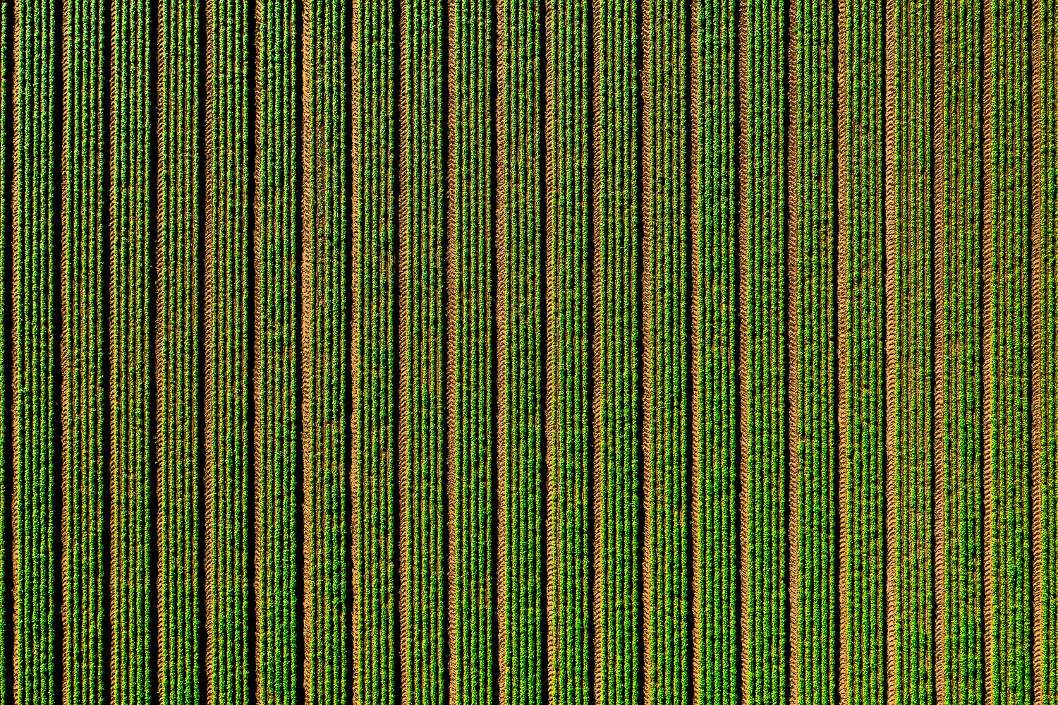 Abstract Landscape Stripes Green Field Agriculture - Etsy