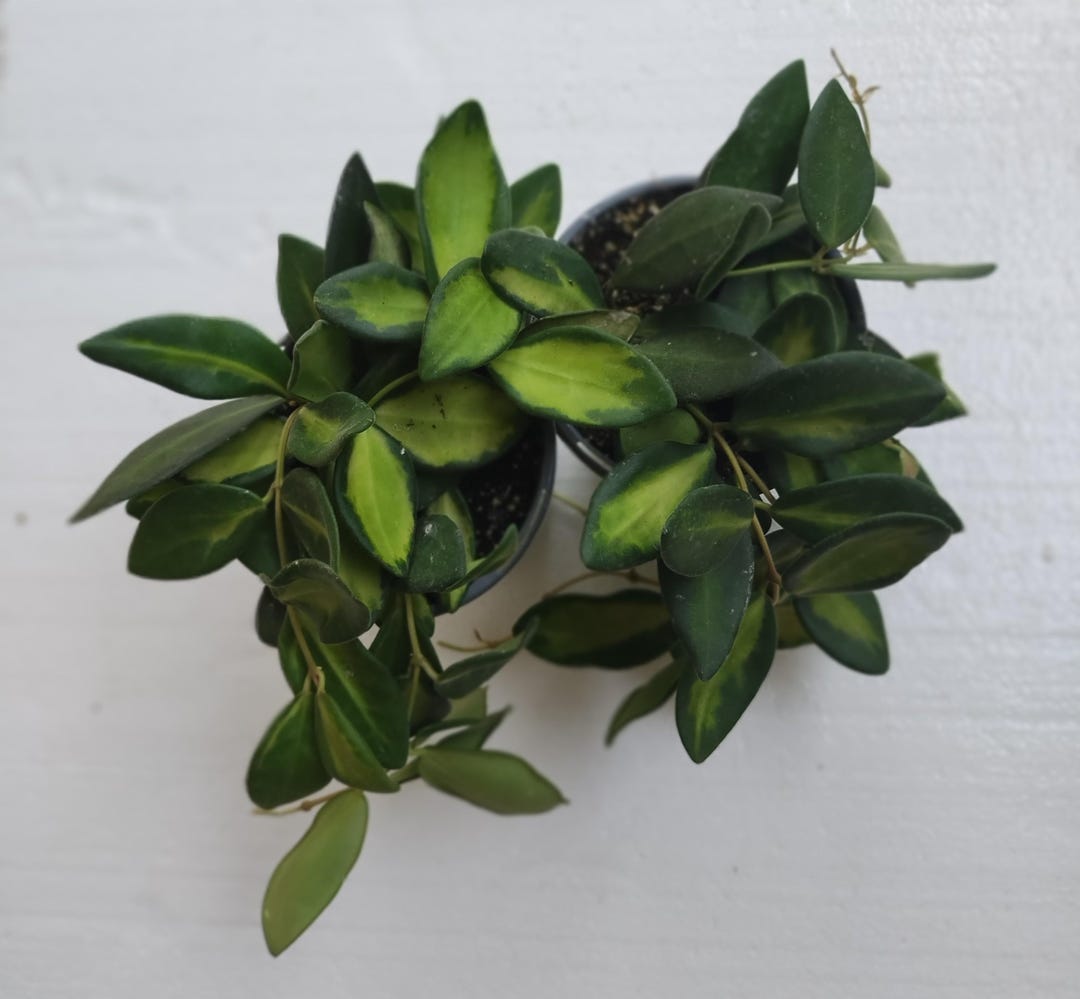 Hoya Sea Stones - 1 Small Rooted - Etsy