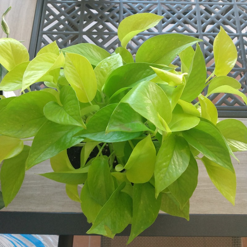 Neon Pothos - Etsy