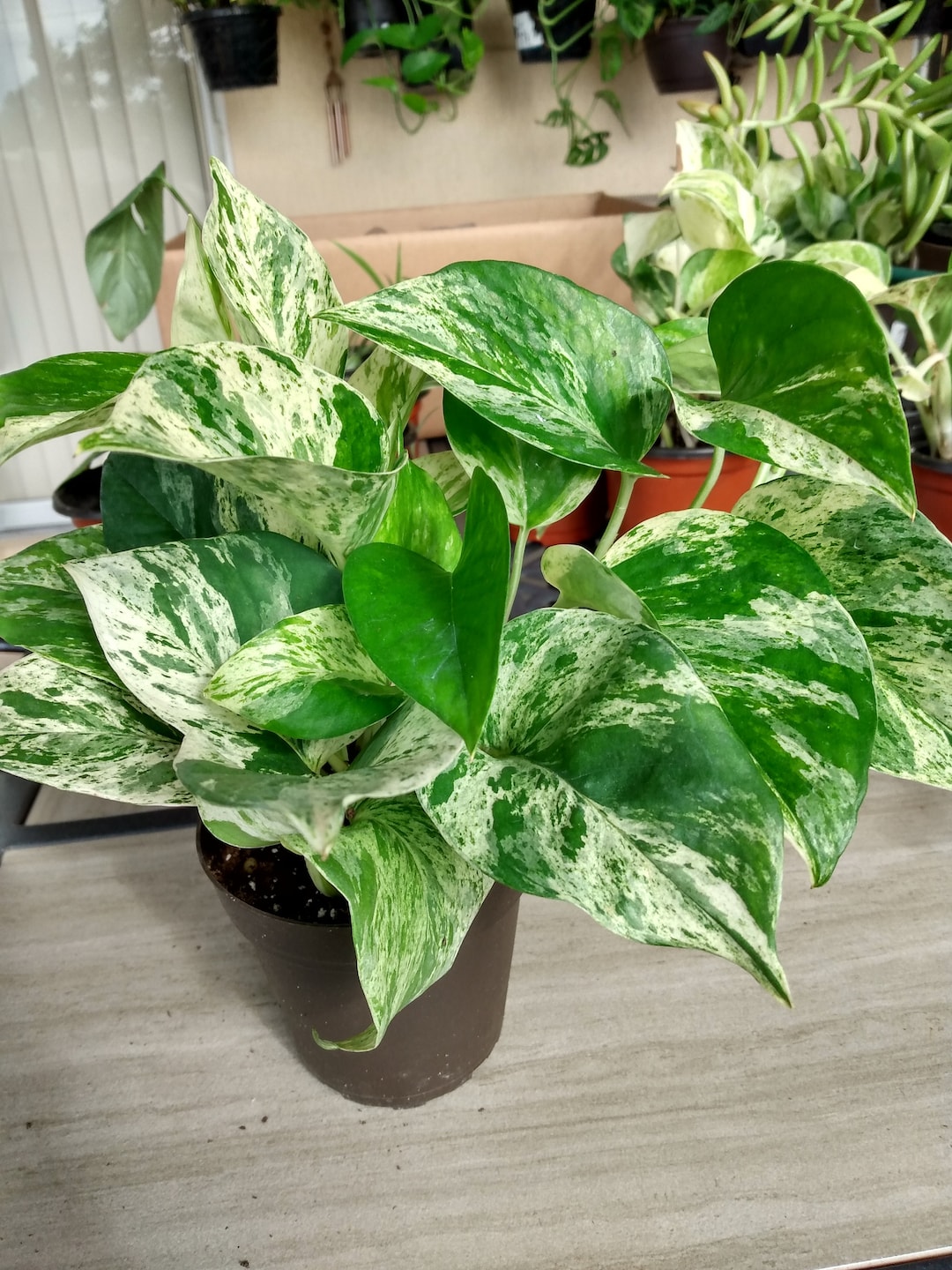 Marble Pothos Rooted Cutting + Free Cutting - Etsy