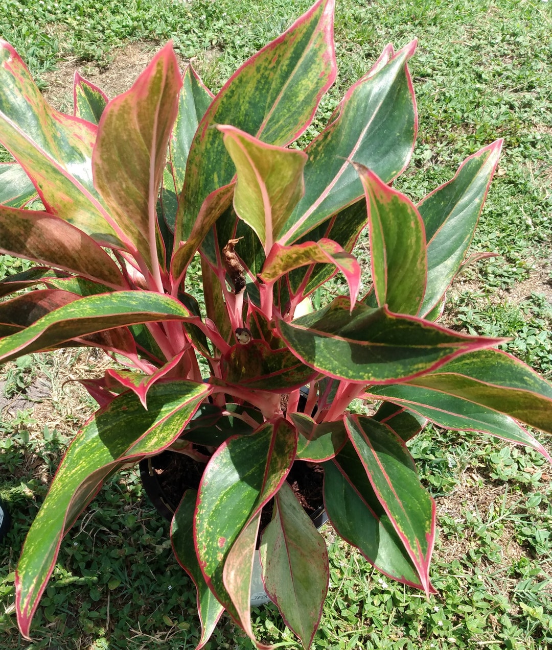 Aglaonema Siam Aurora: Firecracker Plant, Small Rooted Plant - Etsy