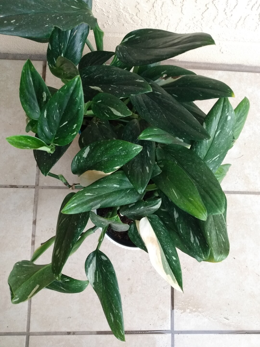 Monstera Standleyana Albo - 1 Small Rooted Plant - Etsy