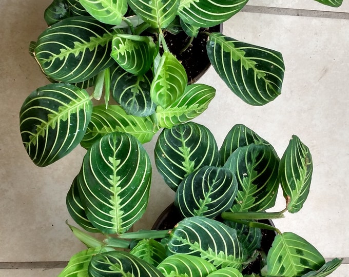 Prayer Plant Marisela Maranta Leuconeura- 1 Small Rooted Plant - Etsy