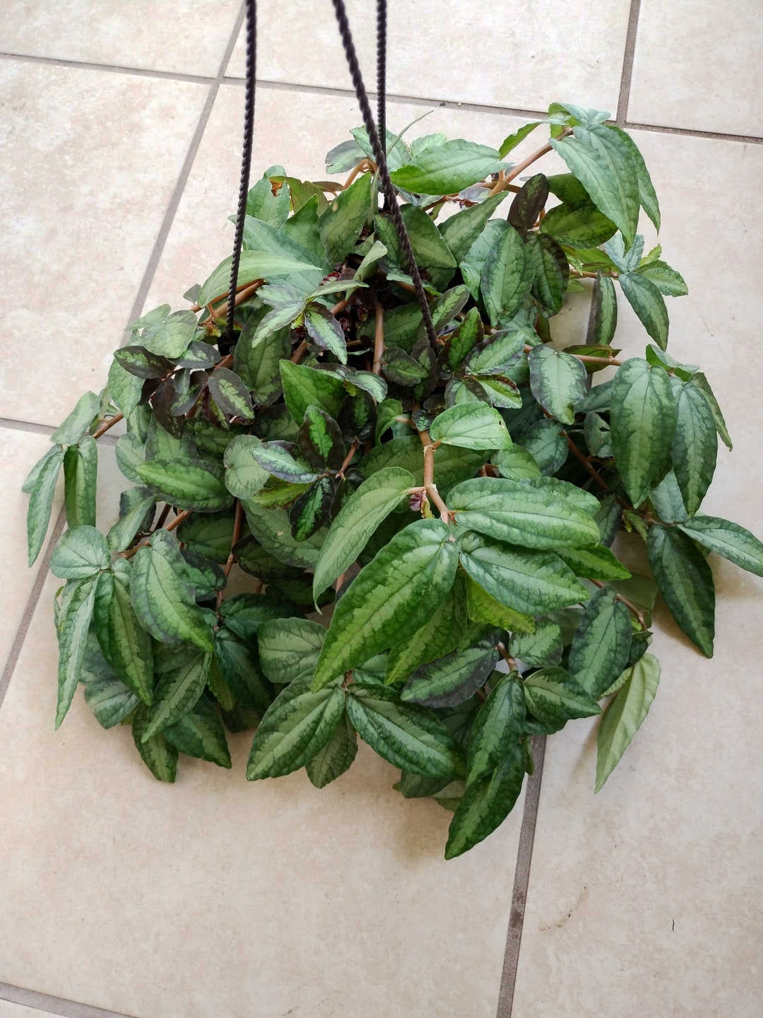 Pellionia Pulchra Watermelon Plant: Rooted Cutting - Etsy