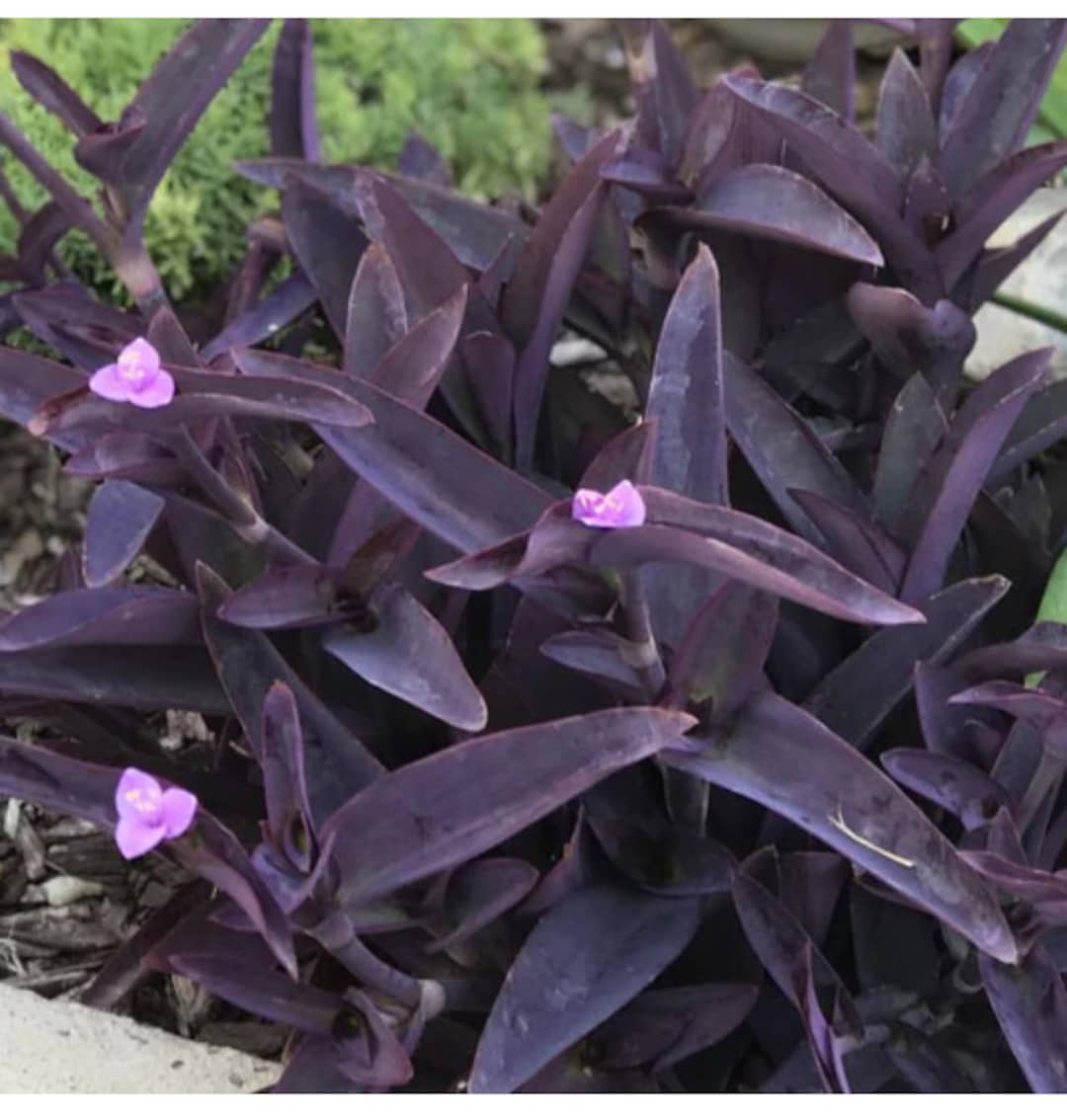 Purple Heart - Setcreasea Pallida- 1 Small Rooted Plant + 1 Free ...