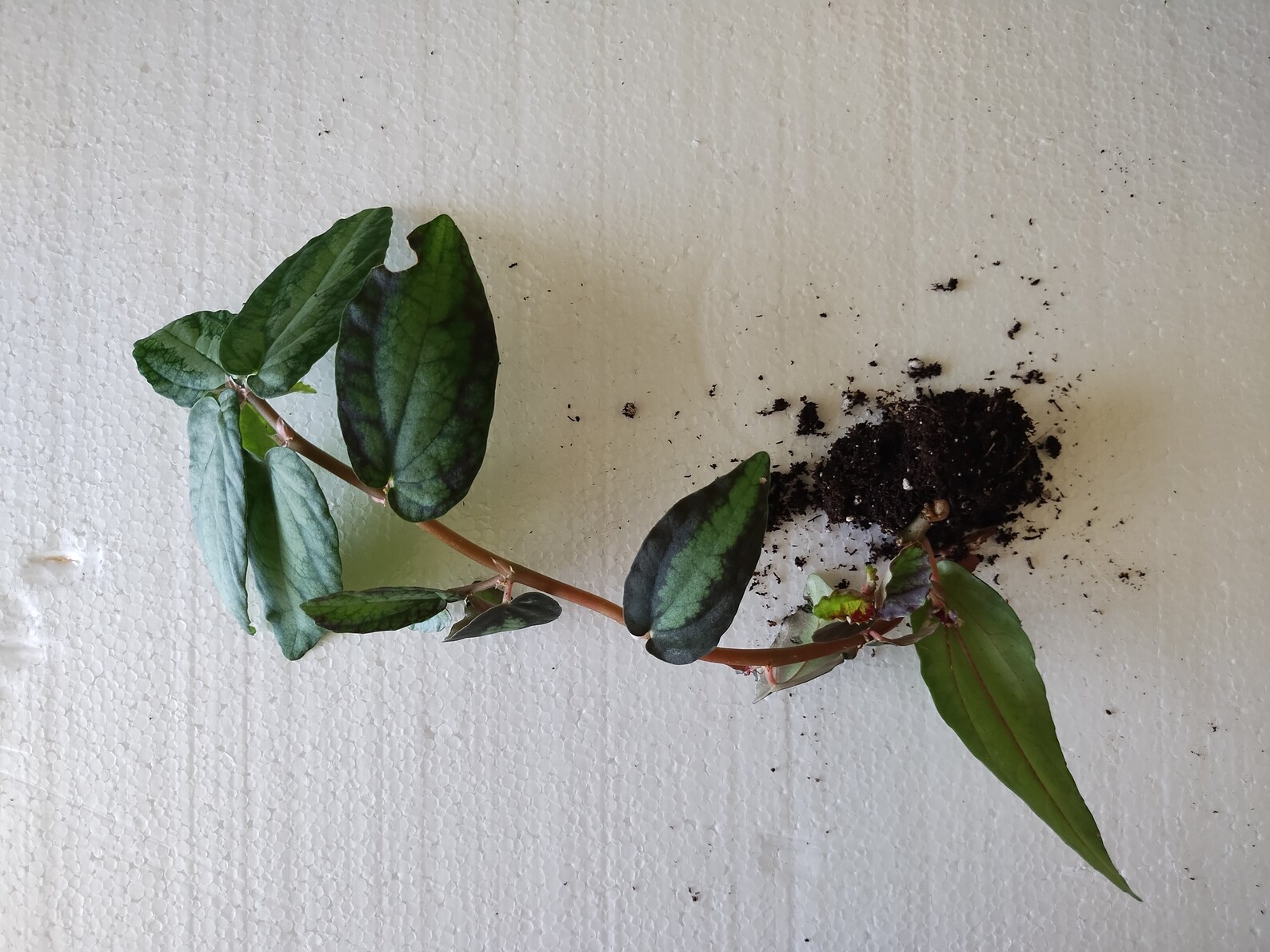 Pellionia Pulchra Watermelon Plant: Rooted Cutting - Etsy