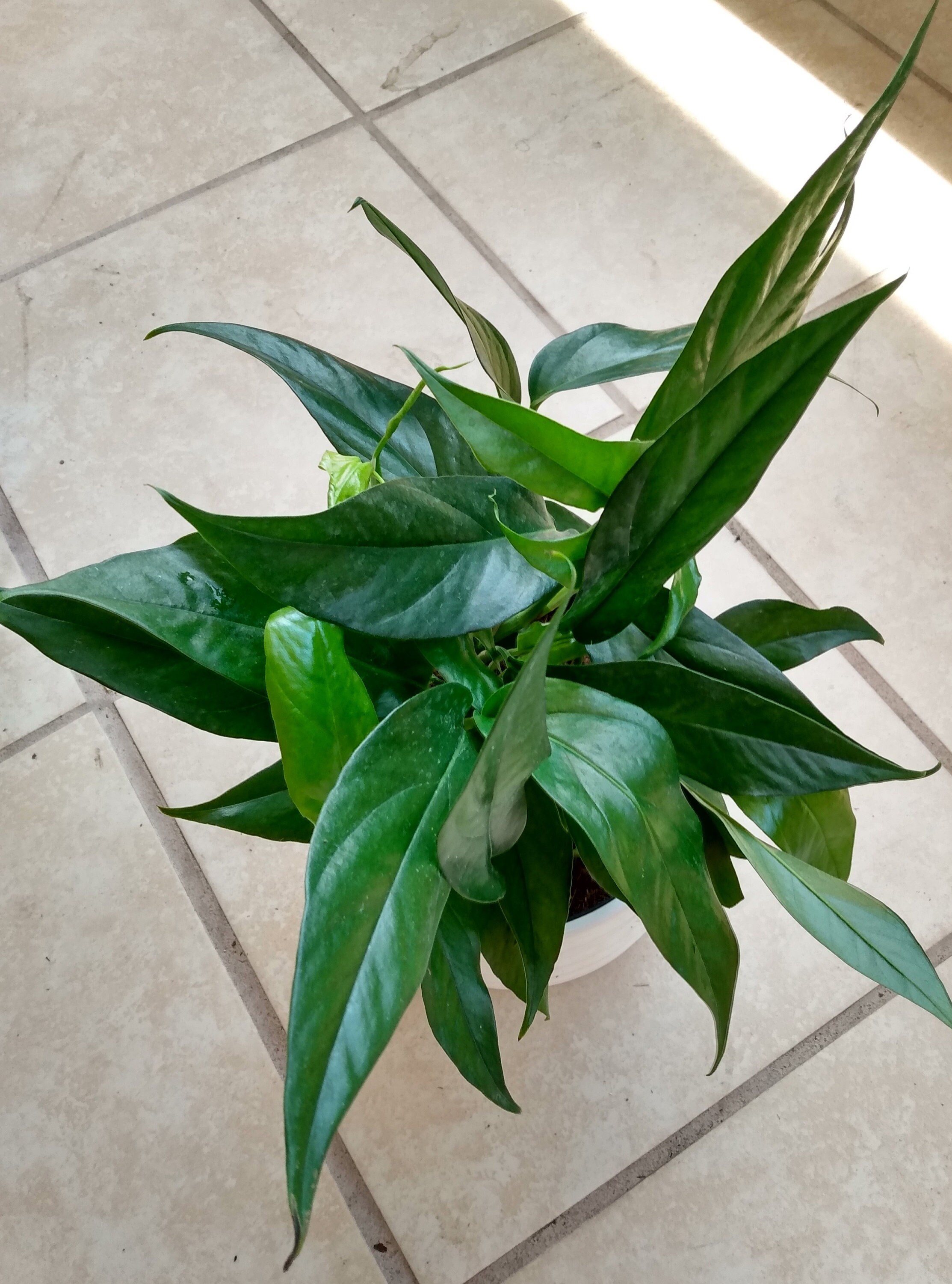 Baltic Blue Pothos Cutting: Rooted Plant + Free Cutting - Etsy