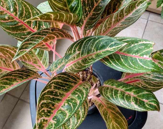 Aglaonema Georgi's Ruby 1 Small Plant Rooted 1 Cutting Free - Etsy