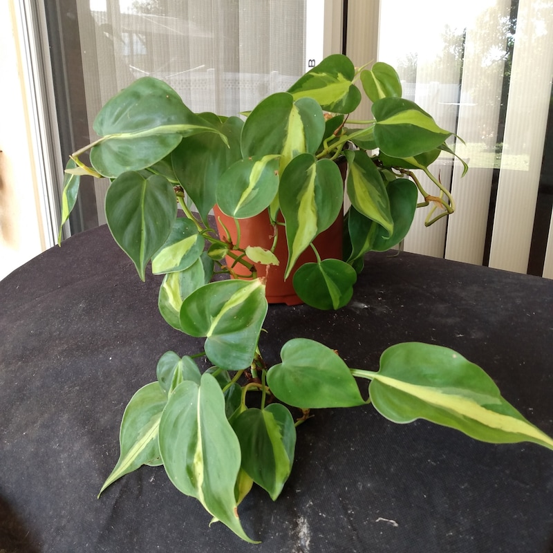 Pink Princess Philodendron - Etsy