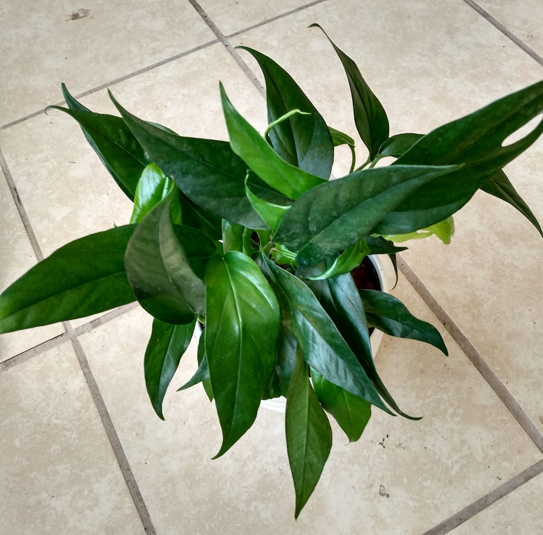Baltic Blue Pothos Cutting: Rooted Plant - Etsy