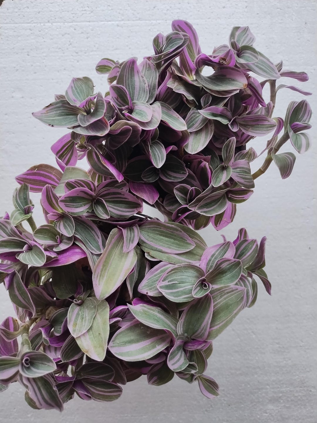 Take A Look About Feeling Flirty Tradescantia