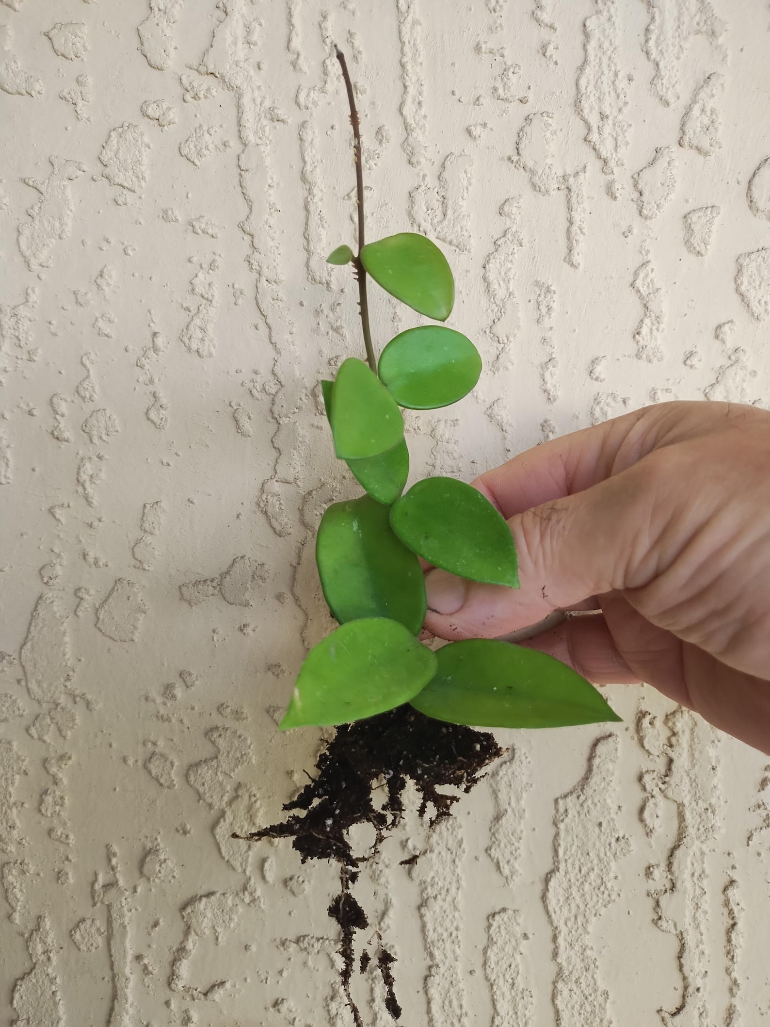 Hoya Chouke - 1 Small Rooted Plant - Etsy