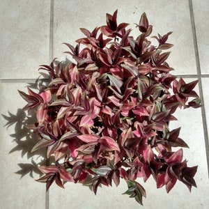 Mini Tradescantia Zebrina 2 Small Plant Rooted 1 Cutting Free Rooted - Etsy