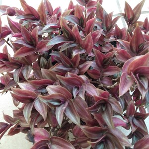 Mini Tradescantia Zebrina 2 Small Plant Rooted 1 Cutting Free Rooted - Etsy