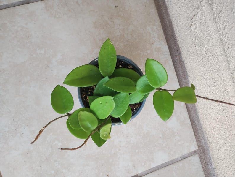 Hoya Chouke - 1 Small Rooted Plant - Etsy