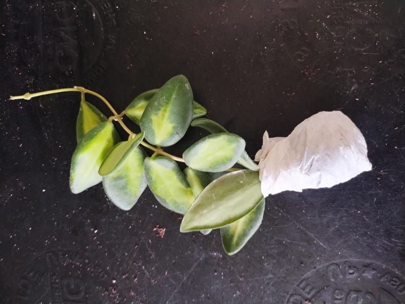 Hoya Sea Stones - 1 Small Rooted - Etsy