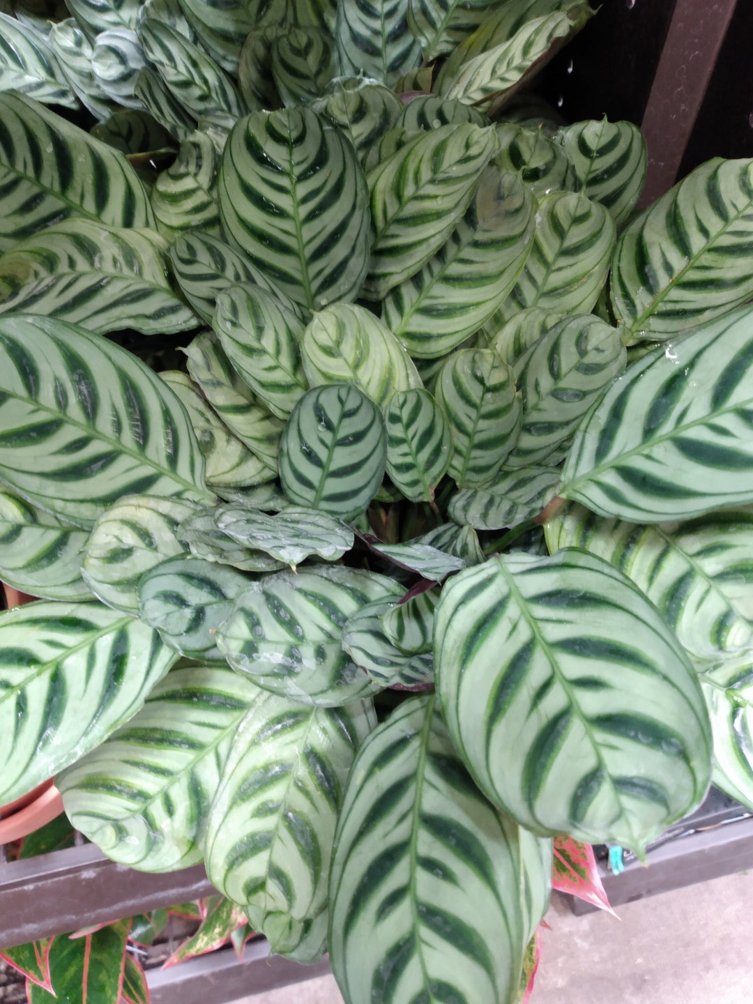 Fishbone Prayer Plant (ctenanthe Burle-marxii) - Etsy
