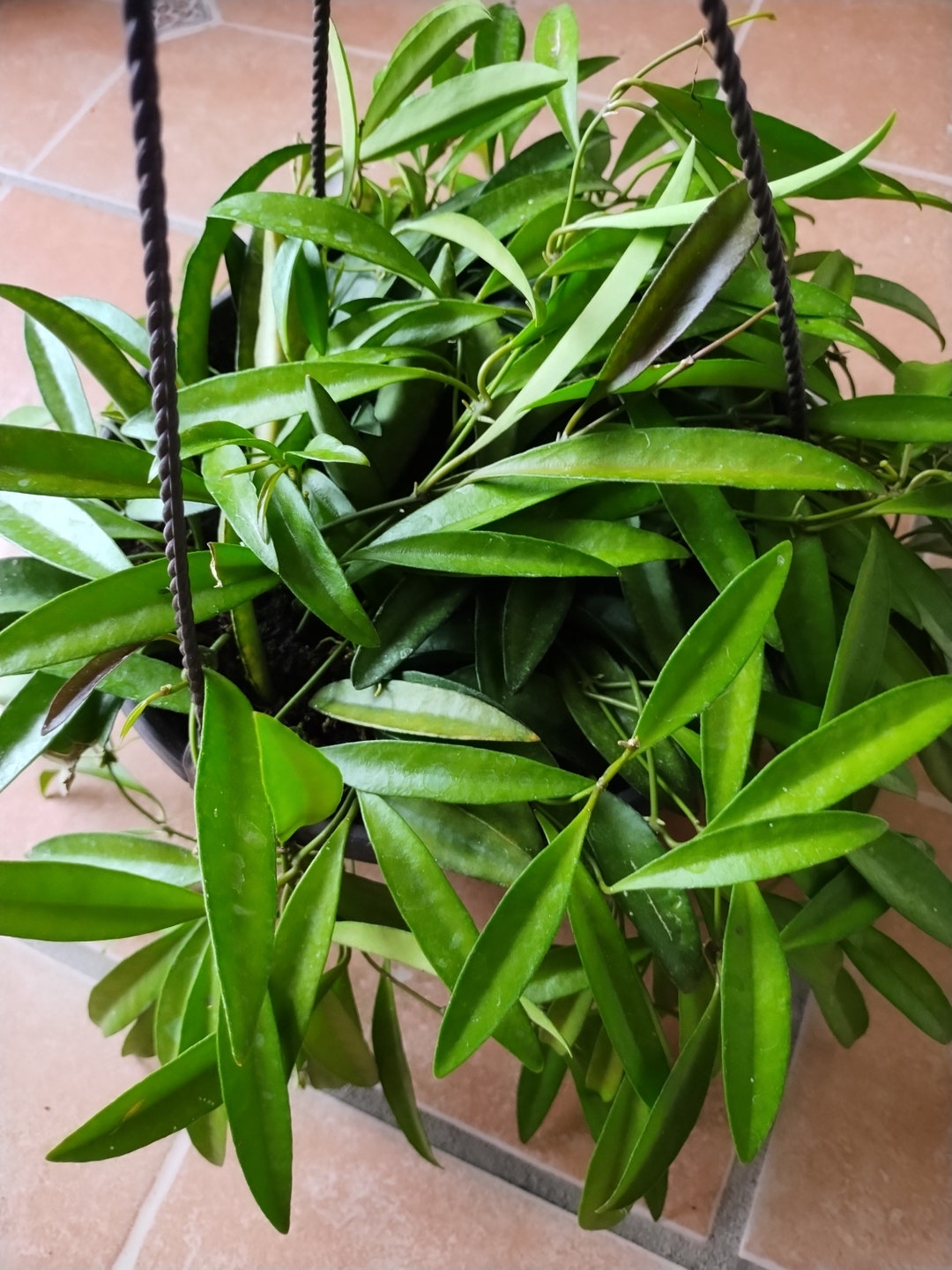 Hoya Wayetti Plant: Small Rooted Plant - Etsy