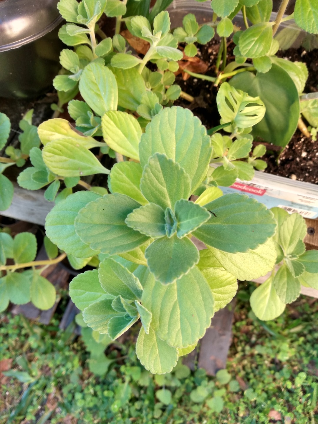 Scaredy Cat Plant (coleus Caninus): 1 Small Plant. - Etsy