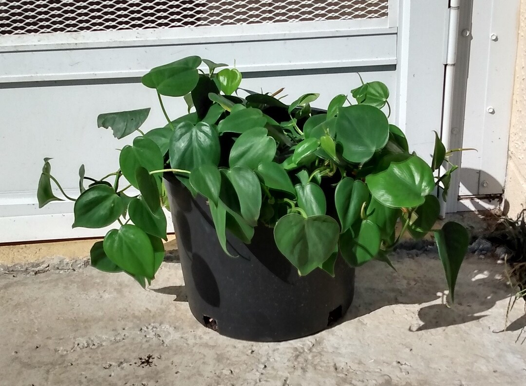 Heartleaf Philodendron Cutting: Easy-grow Sweetheart Plant - Etsy