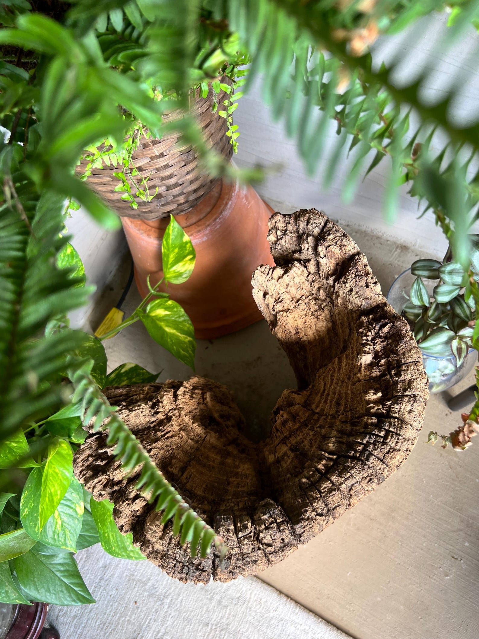 Real Wood Tree Stump (cedar) - Etsy