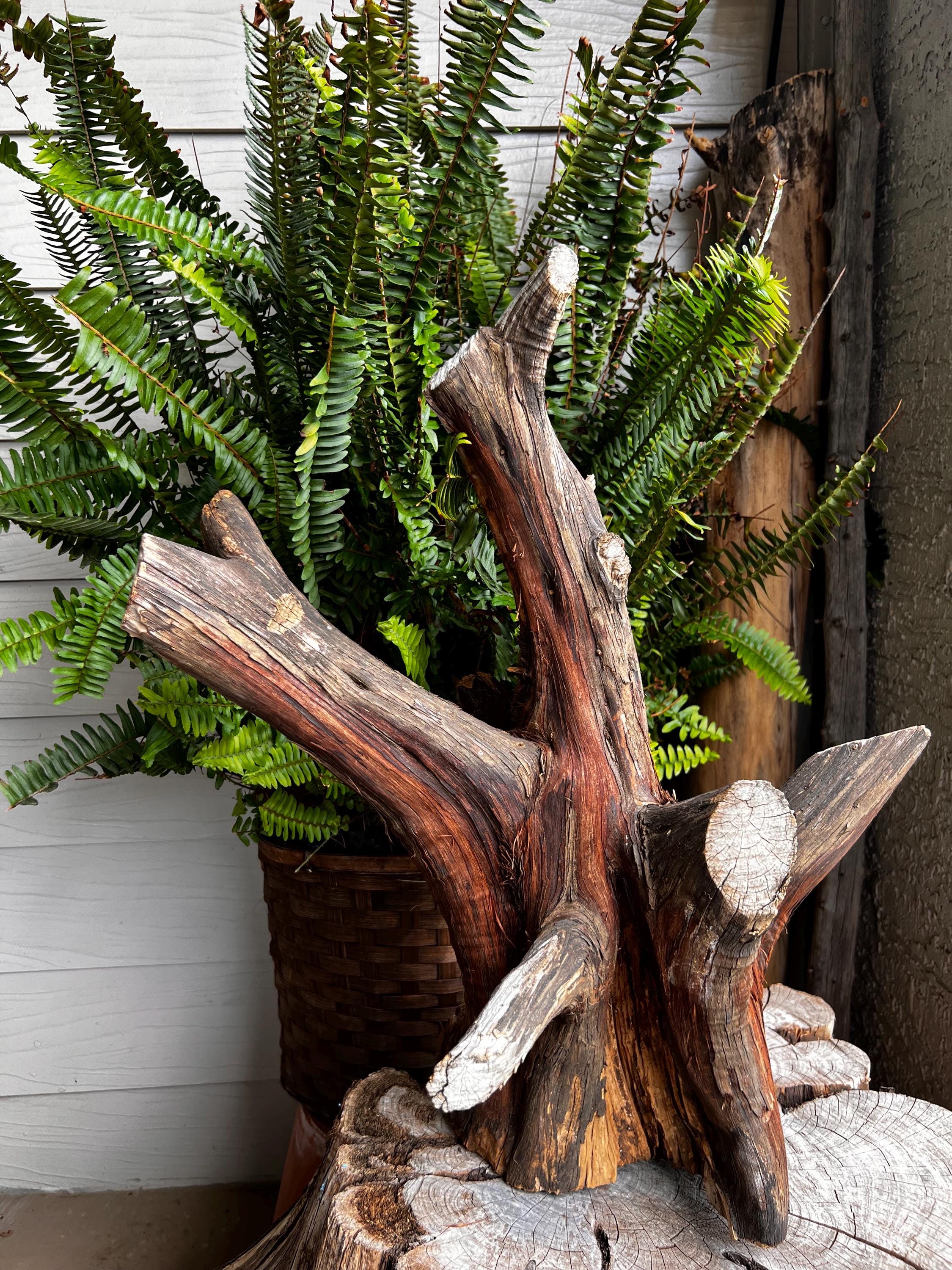 Real Wood Tree Stump (cedar) - Etsy