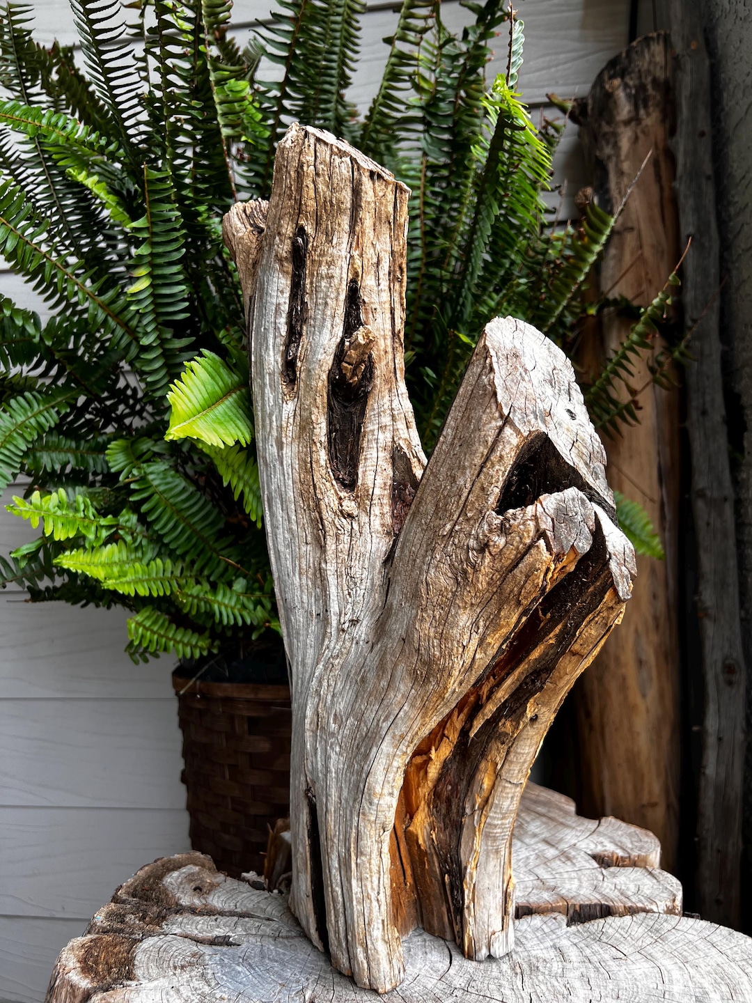 Real Wood Tree Stump (cedar) - Etsy