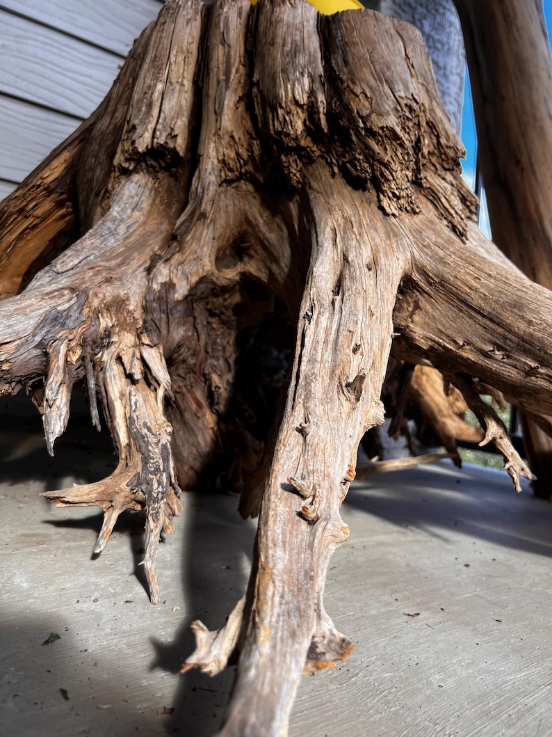 Real Wood Tree Stump (cedar) With Exposed Roots - Etsy