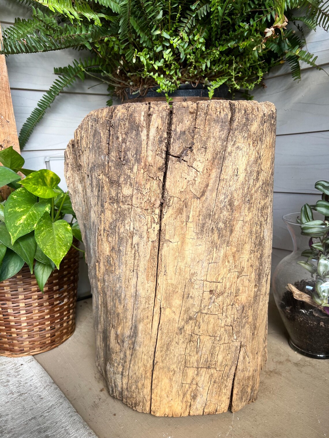 Real Wood Tree Stump (cedar) - Etsy