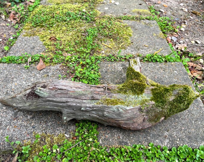 Real Wood Tree Stump (cedar) - Etsy