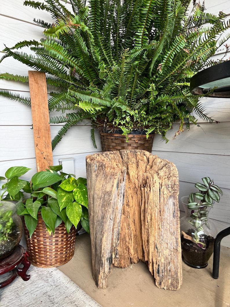 Real Wood Tree Stump (cedar) - Etsy