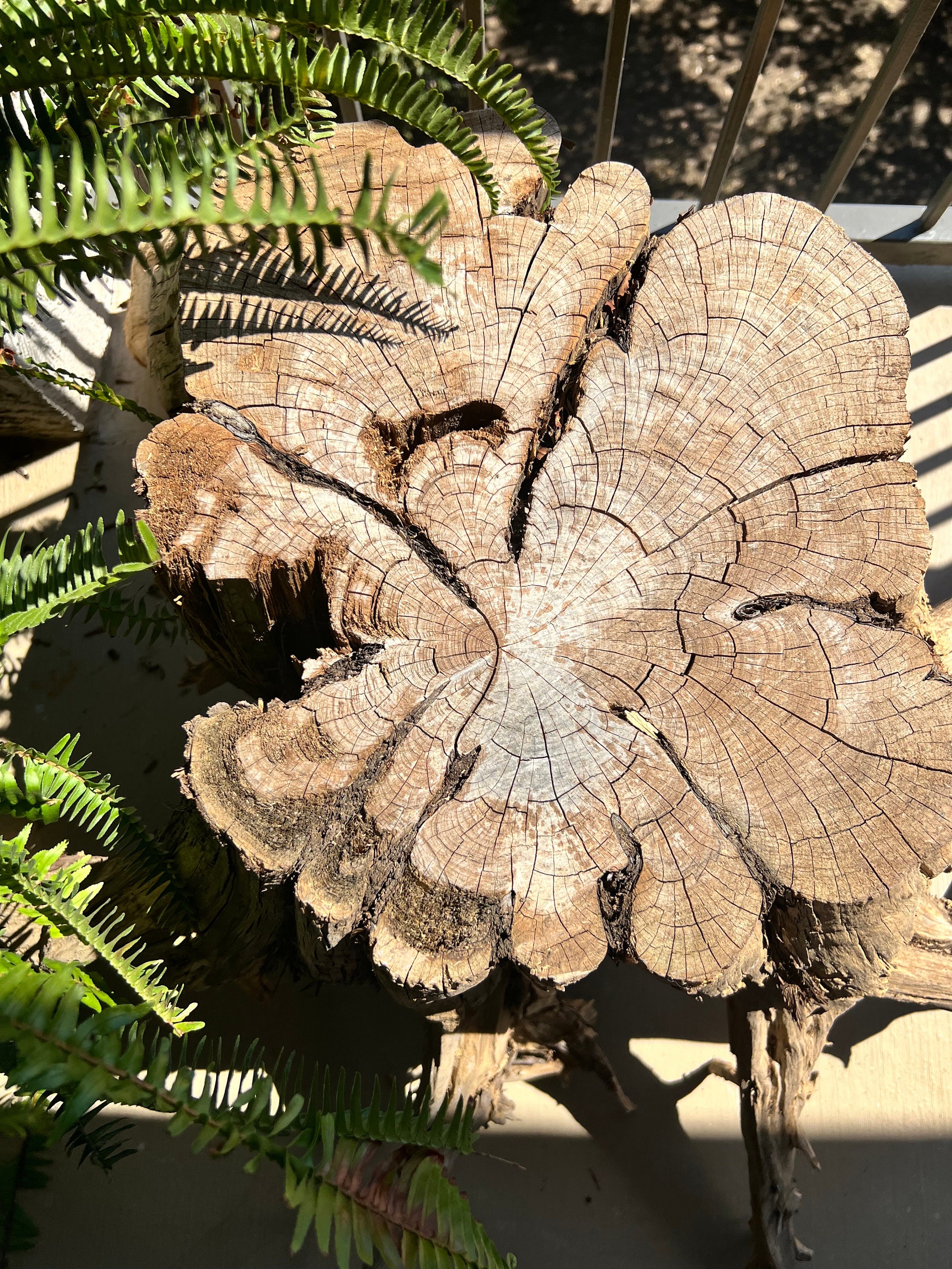Real Wood Tree Stump (cedar) With Exposed Roots - Etsy