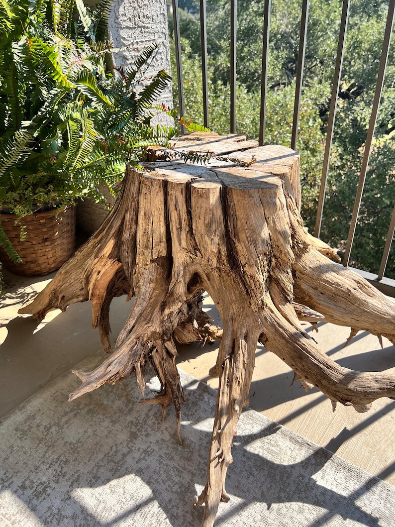 Real Wood Tree Stump (cedar) With Exposed Roots - Etsy