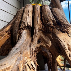 Real Wood Tree Stump (cedar) With Exposed Roots - Etsy