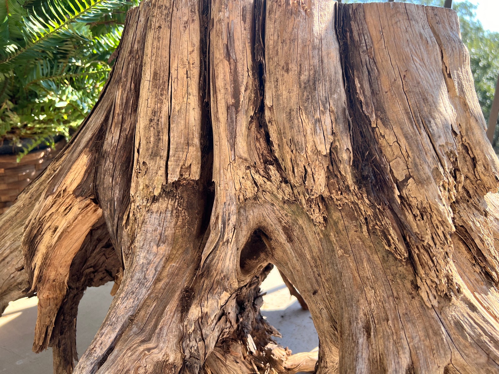 Real Wood Tree Stump (cedar) With Exposed Roots - Etsy