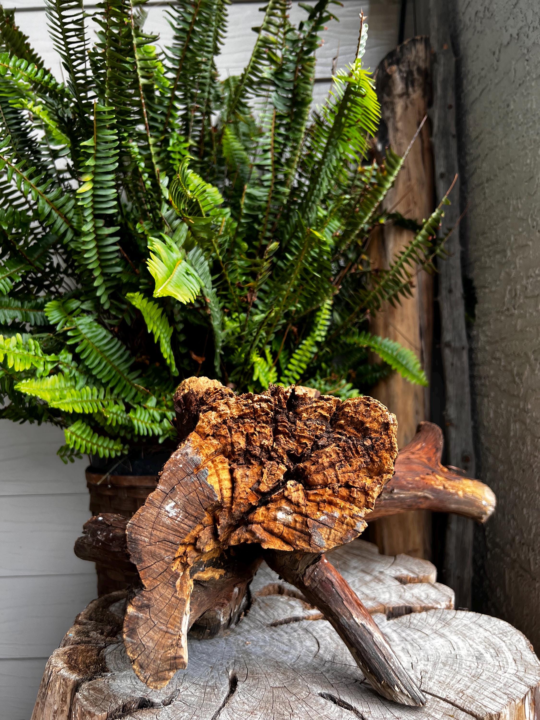 Real Wood Tree Stump (cedar) - Etsy