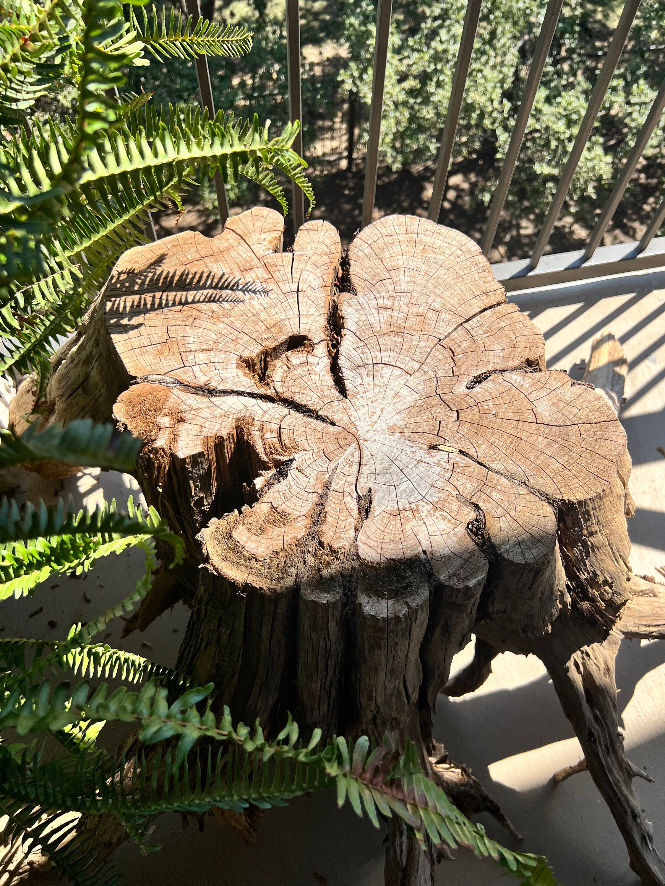 Real Wood Tree Stump (cedar) With Exposed Roots - Etsy