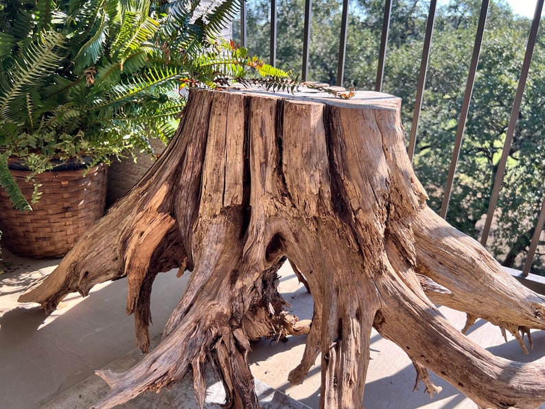 Real Wood Tree Stump (cedar) With Exposed Roots - Etsy