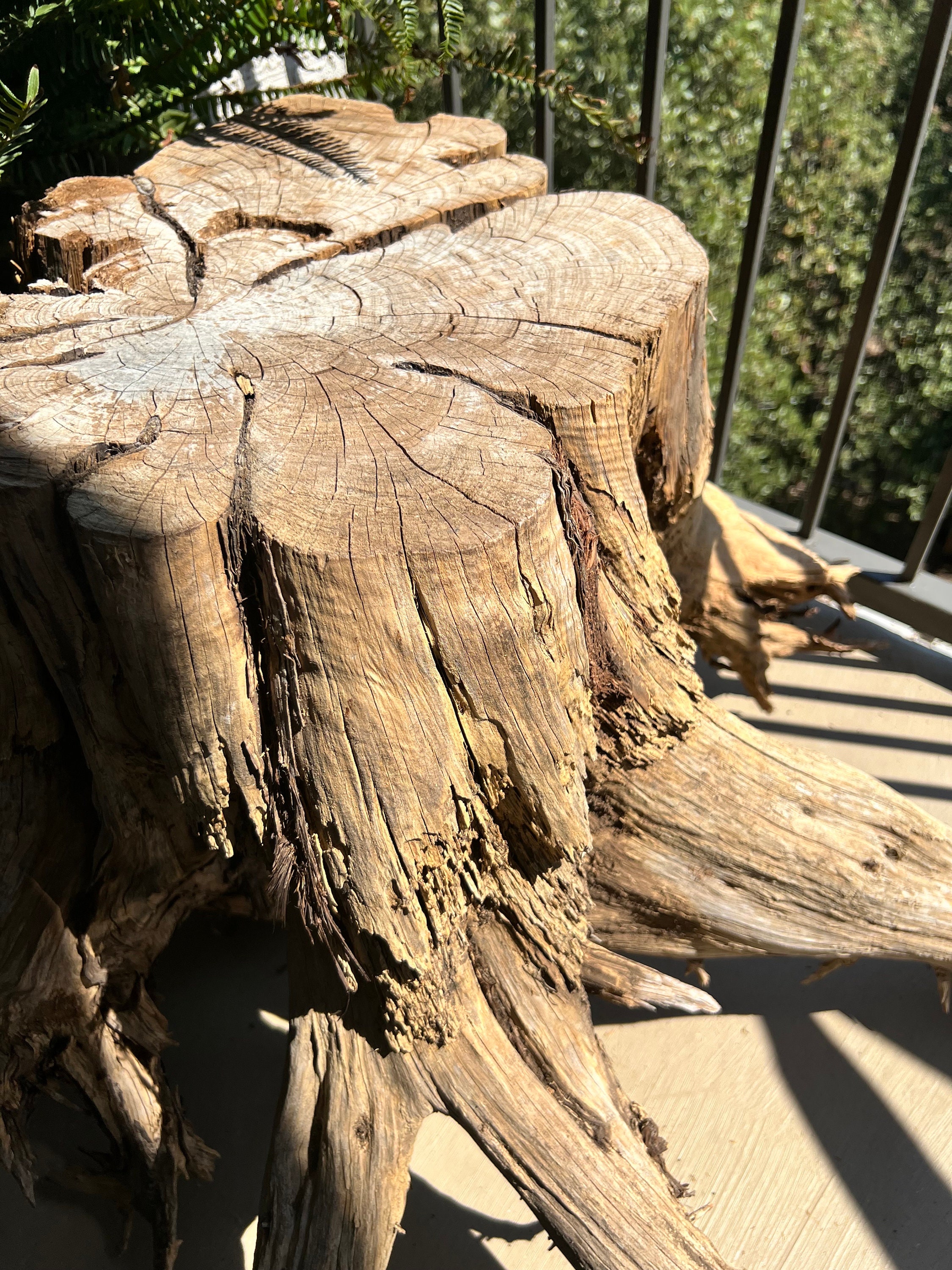 Real Wood Tree Stump (cedar) With Exposed Roots - Etsy